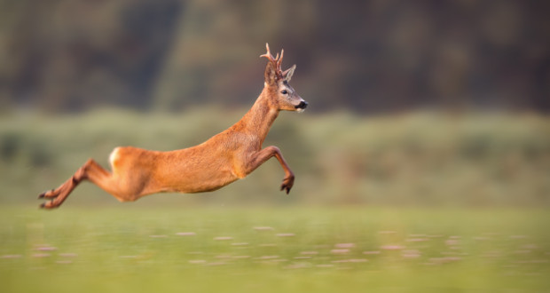 Dobre vijesti za lovce: Pogledajte Upute o načinu provedbe lova na ...